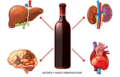Alcohol y la salud cardiovascular